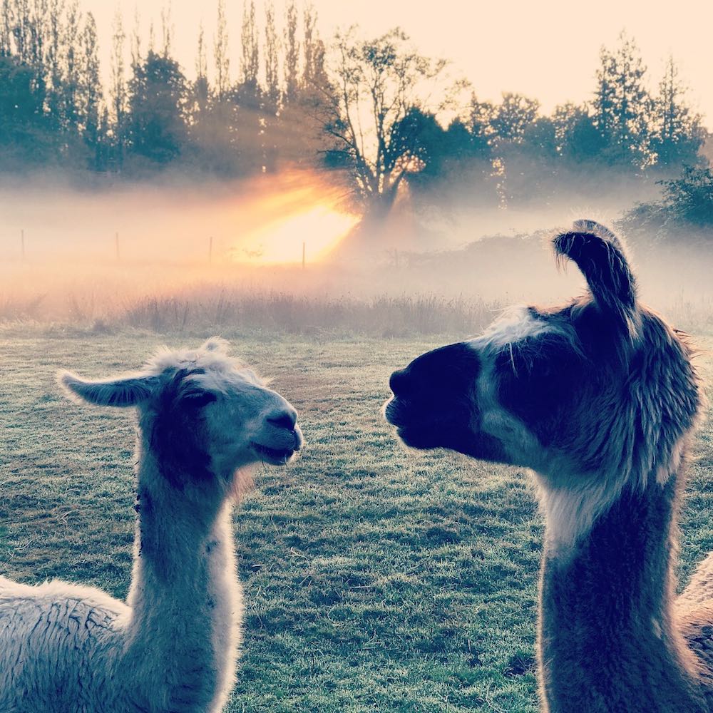 Farm Life: New Youtube Video| Survivemag